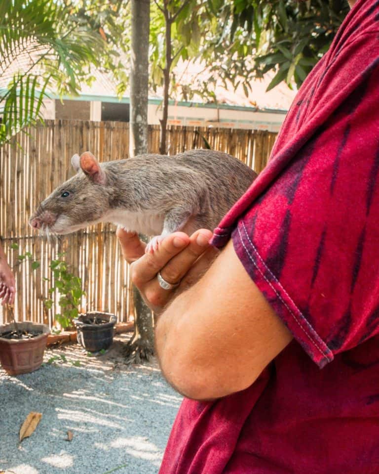 The Largest Rats in the World, From Giant Cloud Rats to Bamboo Rats - A ...