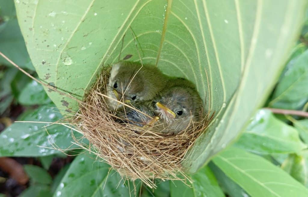 The World's Most Interesting Bird Nests - A-Z Animals