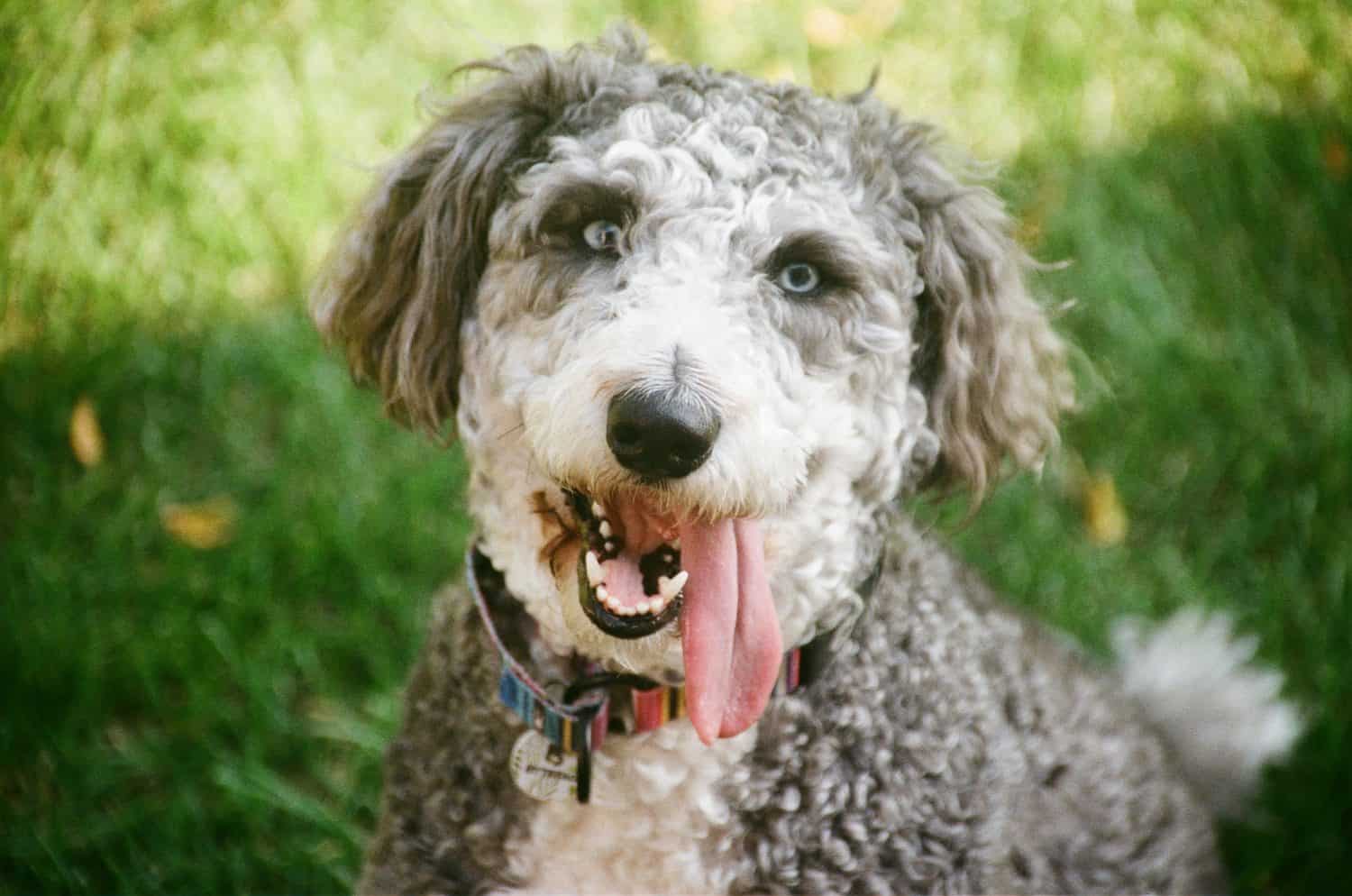 Huskydoodle Dog Breed Complete Guide - A-Z Animals