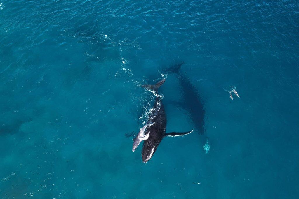 Why Whales and Dolphins Love to Play Together - A-Z Animals