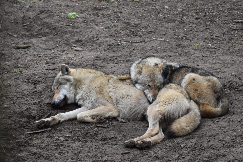 Wolves Sleeping in the Snow After a Big Meal, Explained - A-Z Animals