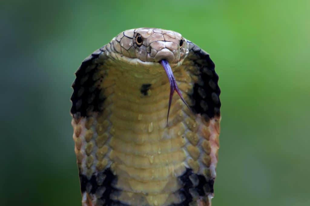 The Truth About Cobras and Their Hidden Fangs - A-Z Animals