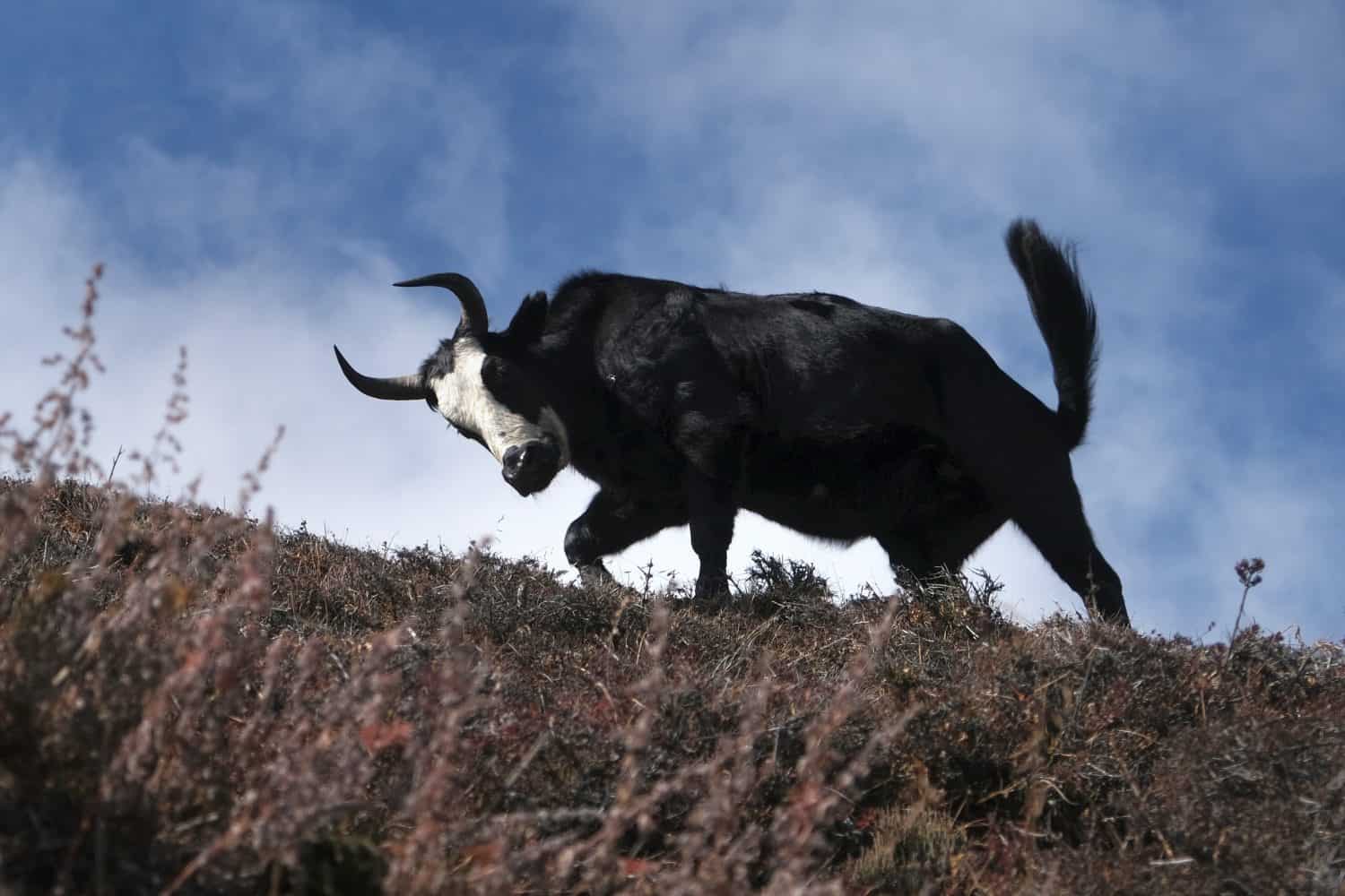 The Strangest Animal Hybrids, From Zonkeys to Wolphins - A-Z Animals