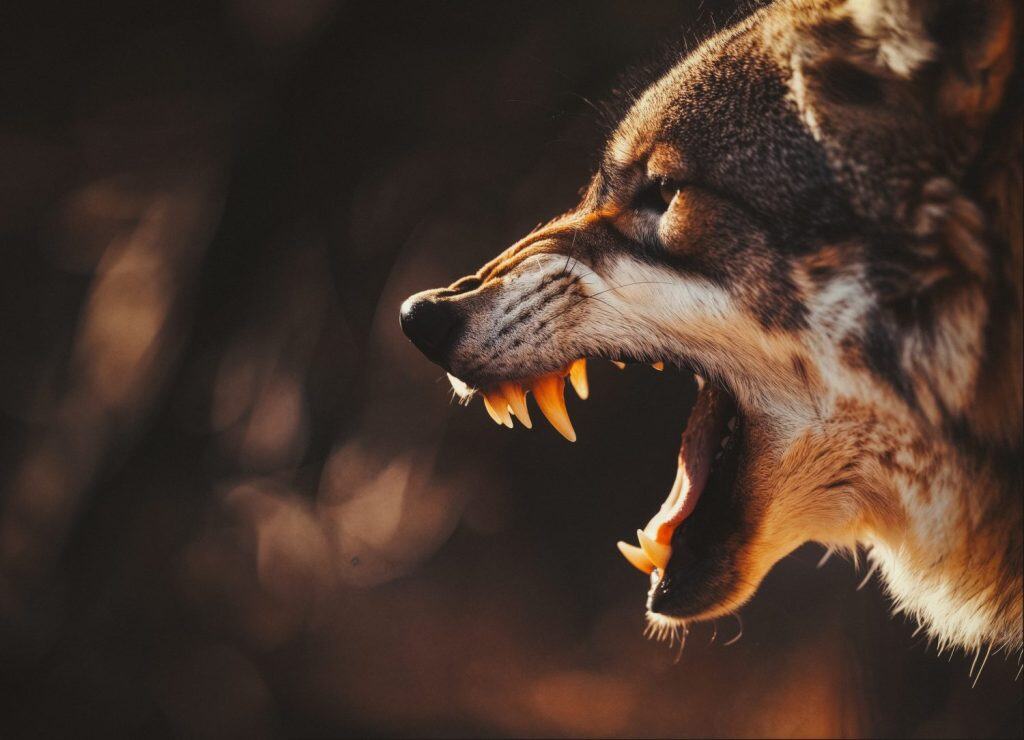 How Rabies Spreads From Wild Animals to Pets and People - A-Z Animals