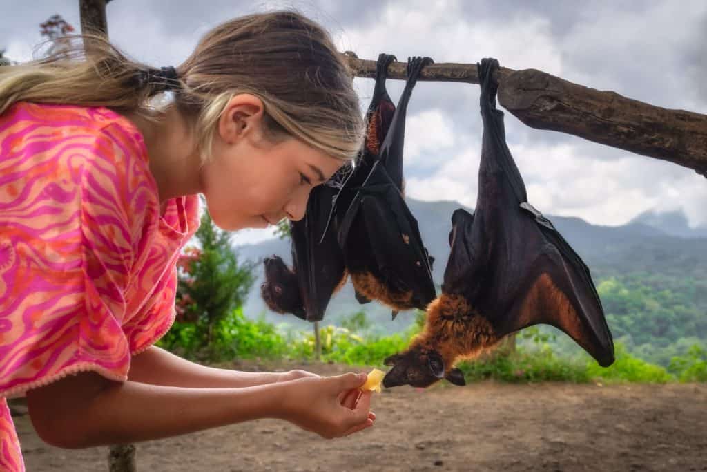 Which Megabat Rules the Skies? Meet the Largest Bats on Earth - A-Z Animals