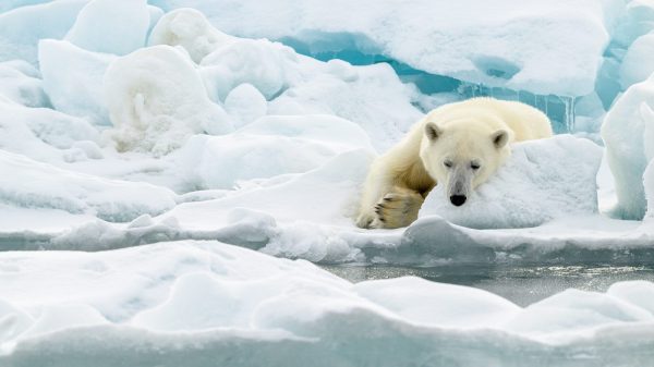 A Free Downloadable Polar Bear Unit Plan For Students - A-Z Animals