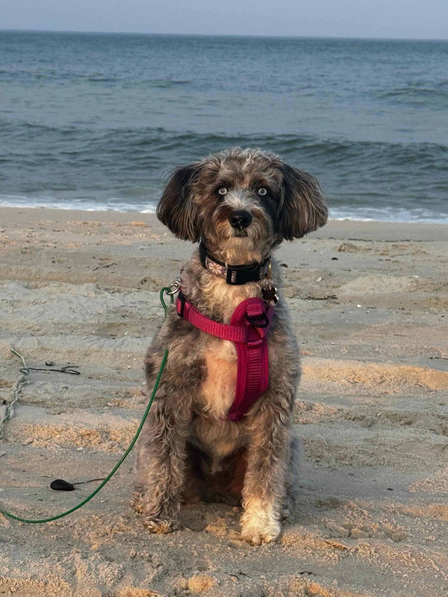 Huskydoodle Dog Breed Complete Guide - A-Z Animals