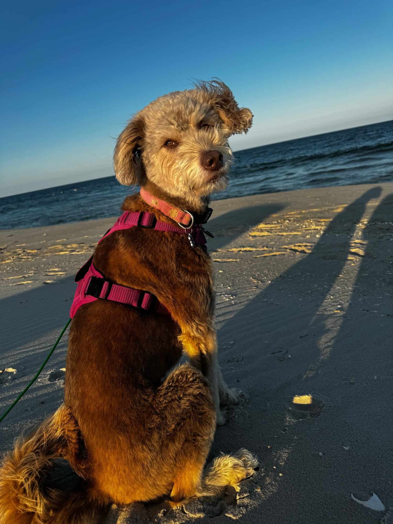 Huskydoodle Dog Breed Complete Guide - A-Z Animals