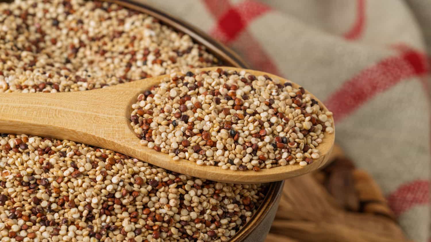 Can Your Dog Eat Quinoa — Or Will It Backfire? - A-Z Animals