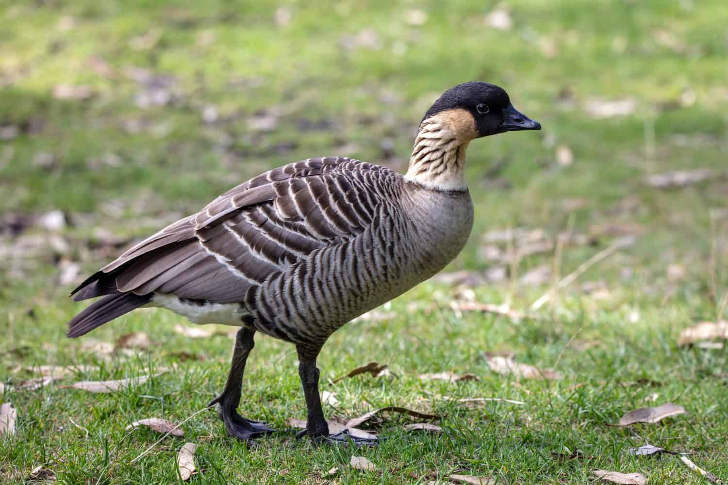 Hawaiian Goose (Nene) Bird Facts - Branta sandvicensis - A-Z Animals