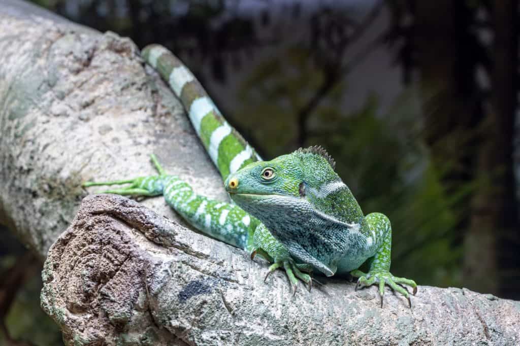 Iguanas, Sharks, Sloths, and More Gain New Protections - A-Z Animals