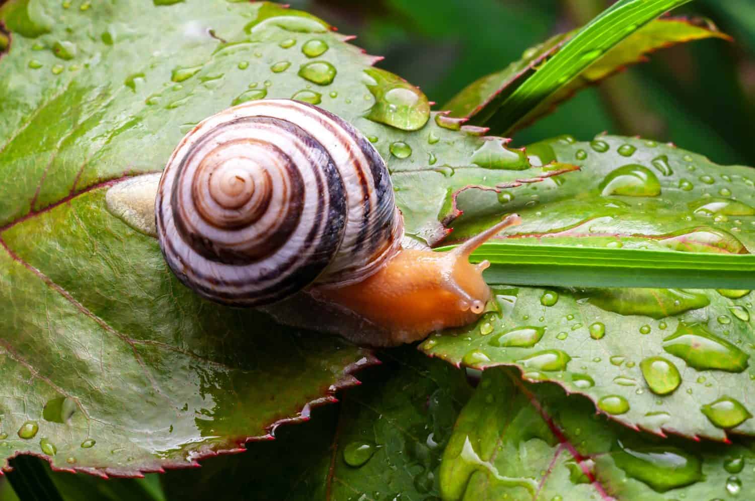 How Long Can a Snail Remain Inside Its Shell? - A-Z Animals