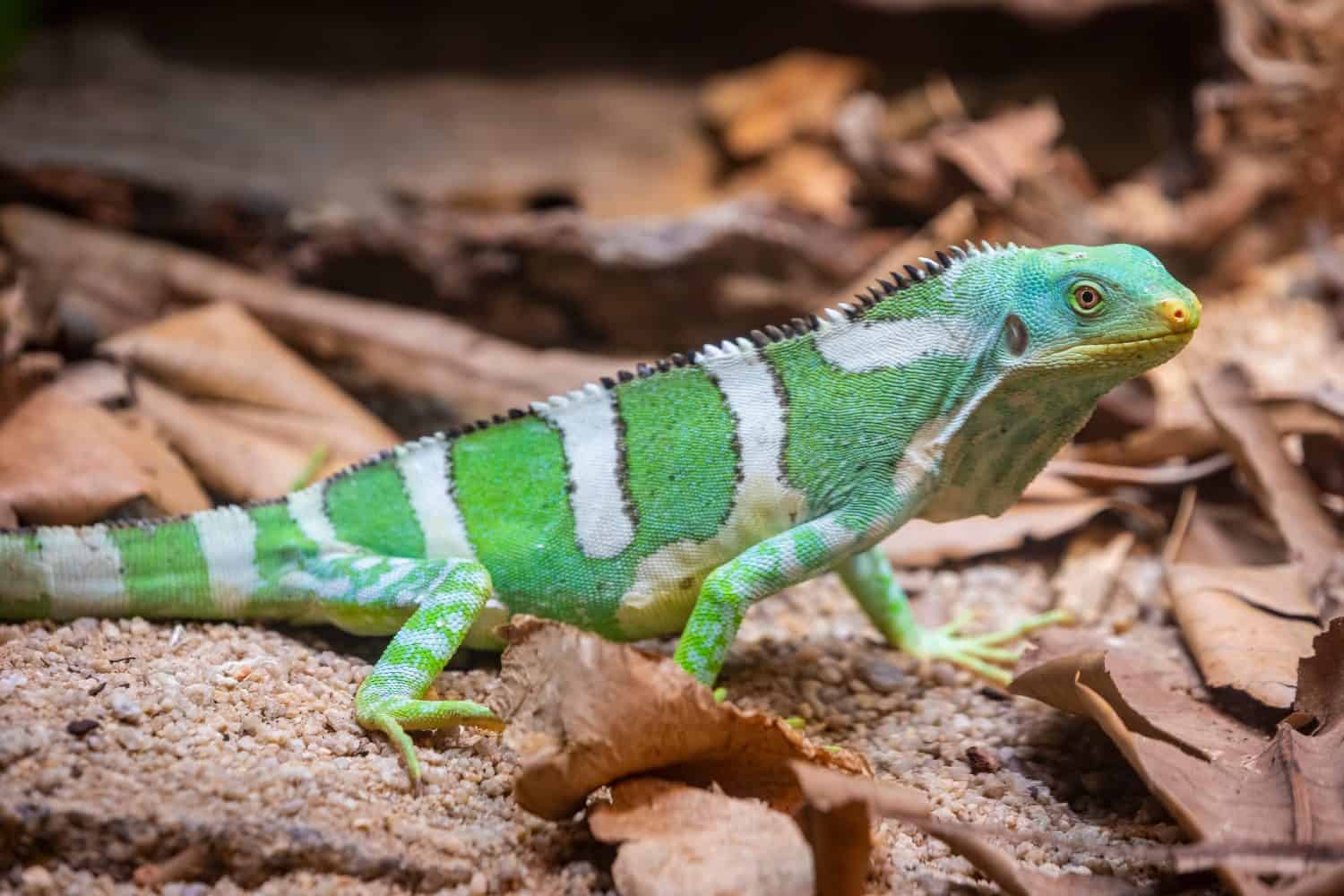 This Rare Iguana Has an Incredibly Weird Mating Ritual - A-Z Animals