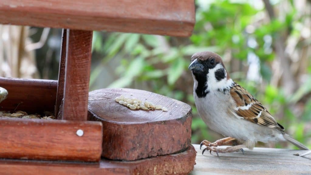Sparrow Animal Facts - Passeridae - A-Z Animals
