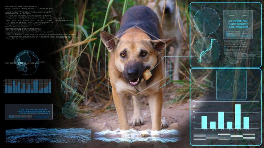 Are Those Viral Animal Videos Real? 7 Tell-Tale Signs of AI. - A-Z Animals