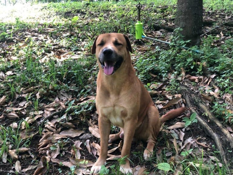 Black Mouth Cur Dog Breed Complete Guide - A-Z Animals