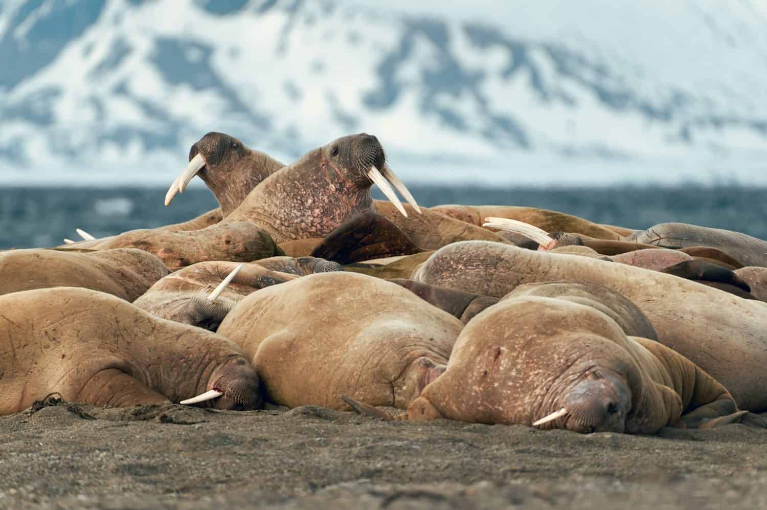 What Do These Walrus Sounds Mean? - A-Z Animals