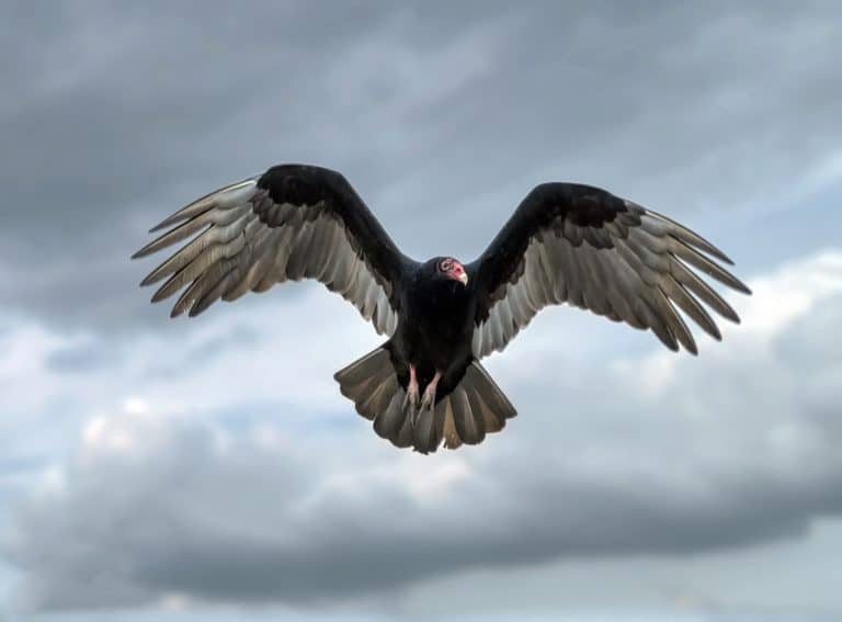 Meet the Animals Living in Petrified Forest National Park - A-Z Animals