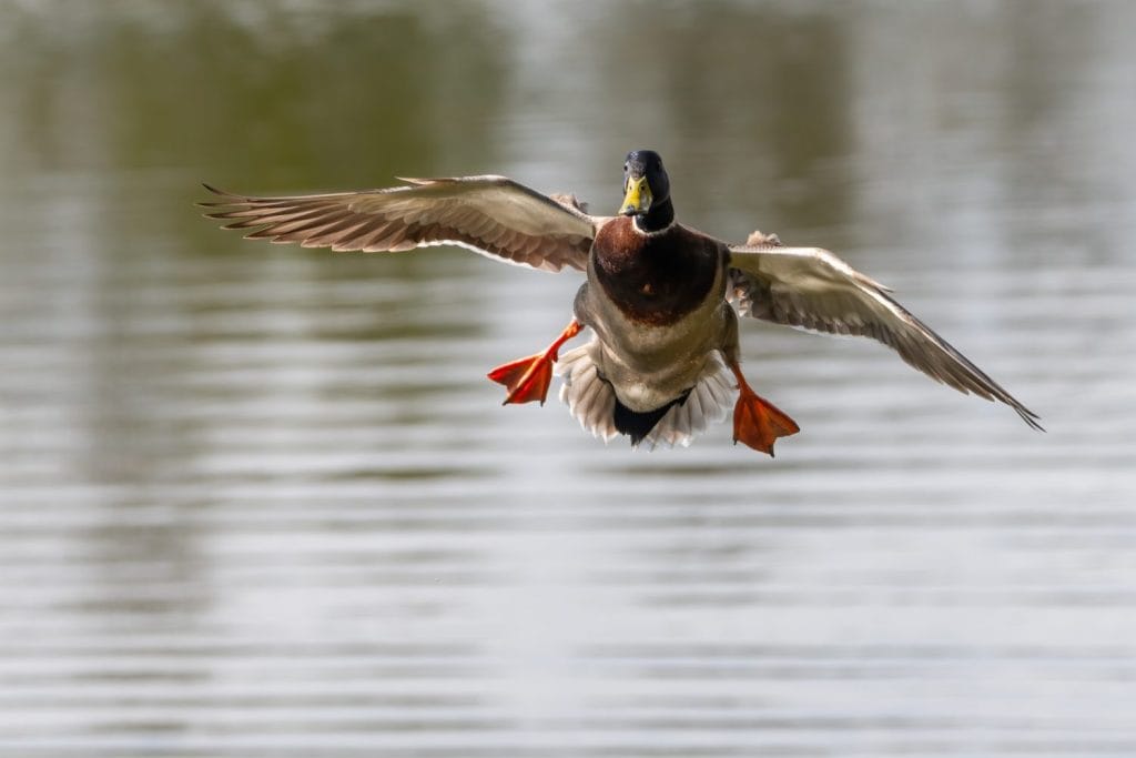 These Birds Fly Higher Than All the Rest - A-Z Animals