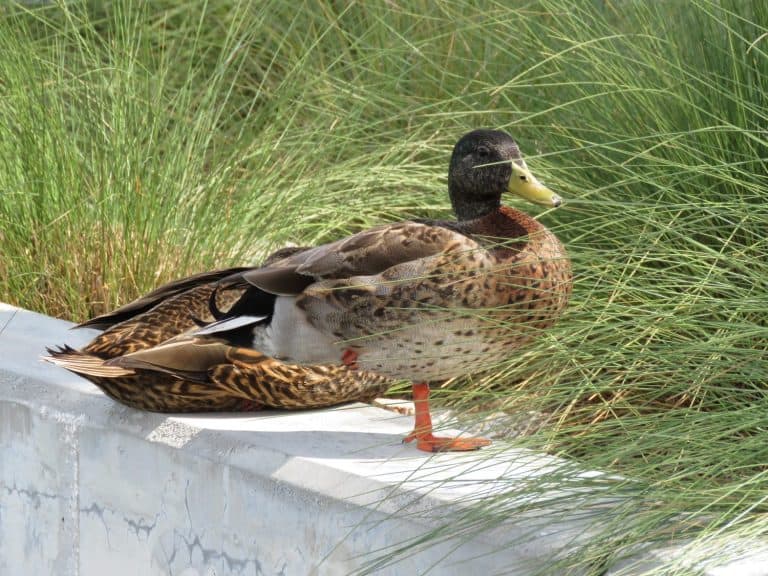 Drake or Hen? How to Tell Male and Female Ducks Apart - A-Z Animals