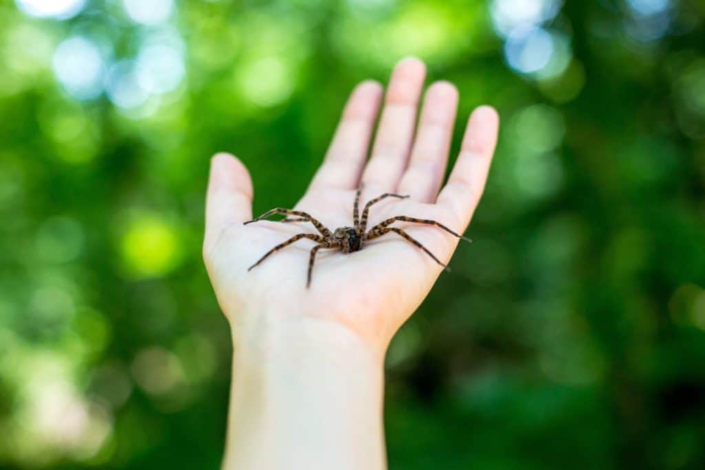 5 of the Biggest Spiders in Tennessee - A-Z Animals