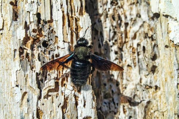 How Bees Divide Work to Keep Their Colonies Alive - A-Z Animals