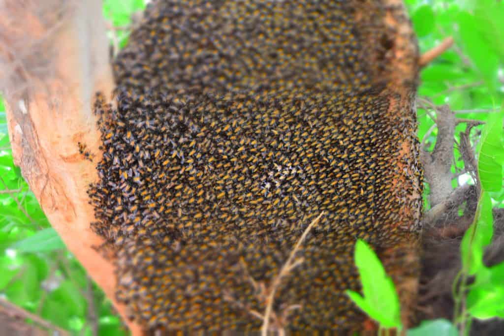 Bees Perform Stunning Mexican Wave to Defend Their Colony - A-Z Animals