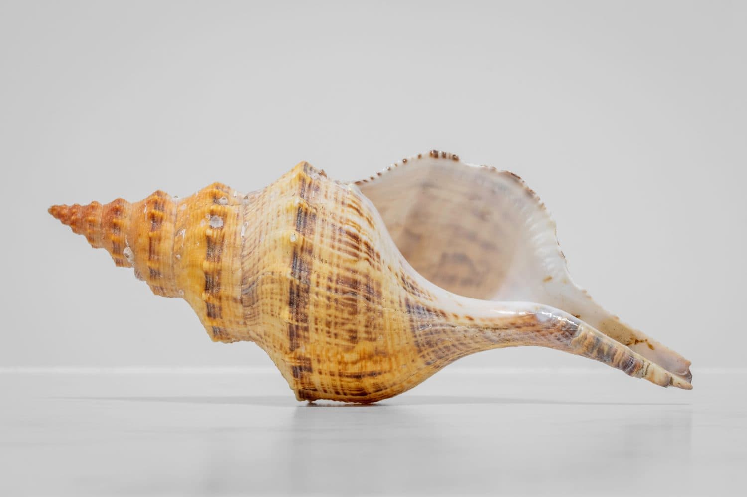 The Largest Snails in the World - A-Z Animals