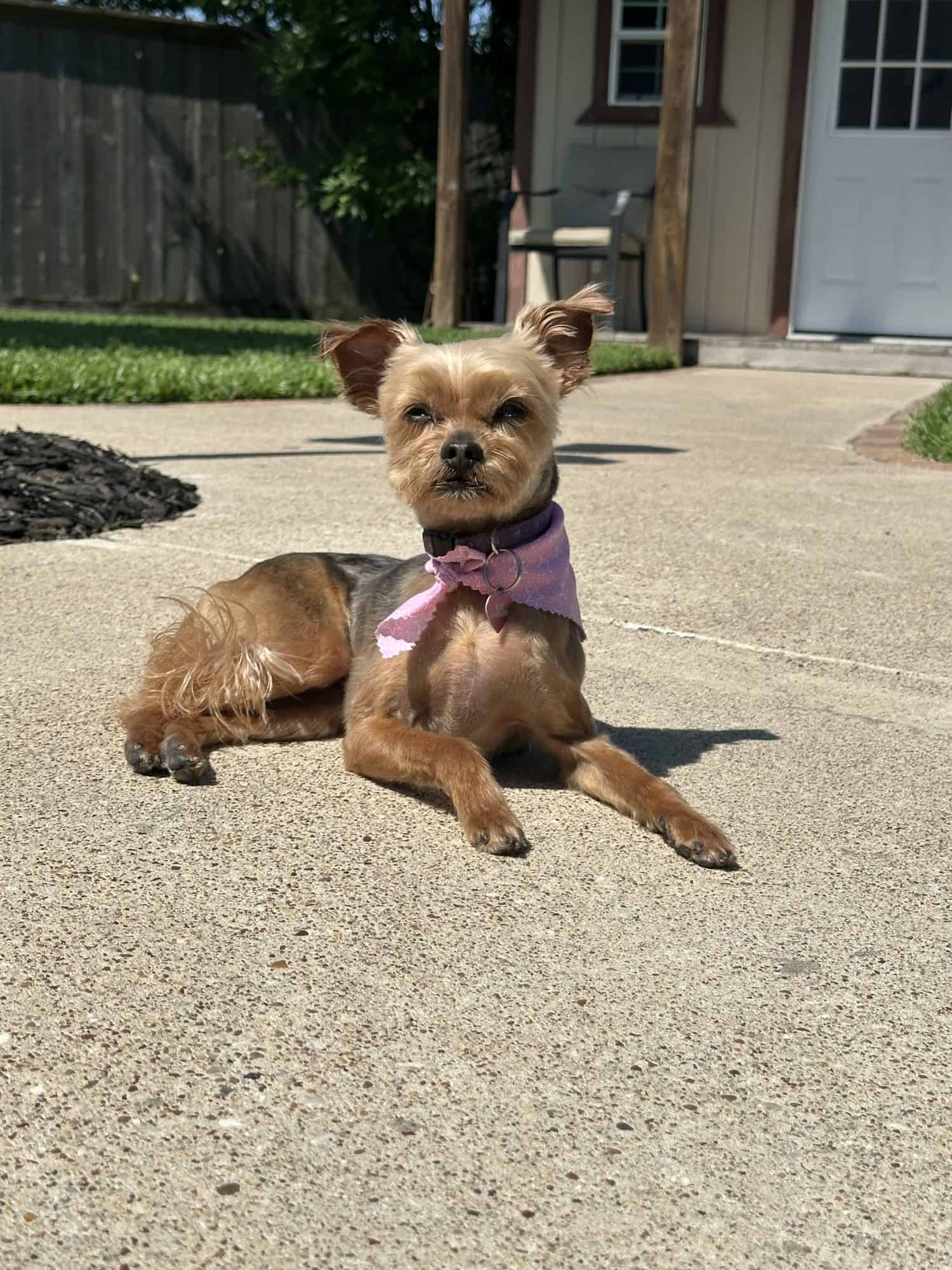 Dorkie Animal Pictures | A-Z Animals