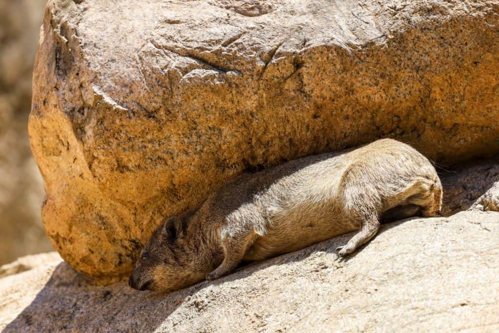 Meet the Sleepy Cliff-Dwellers With Saber-Tooth Smiles - A-Z Animals
