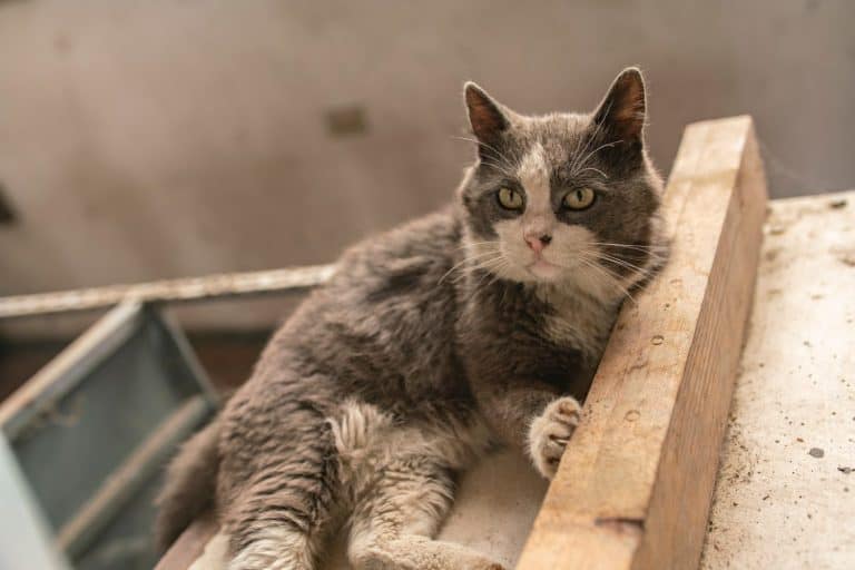 These Are 12 Sounds That Scare Cats the Most - A-Z Animals