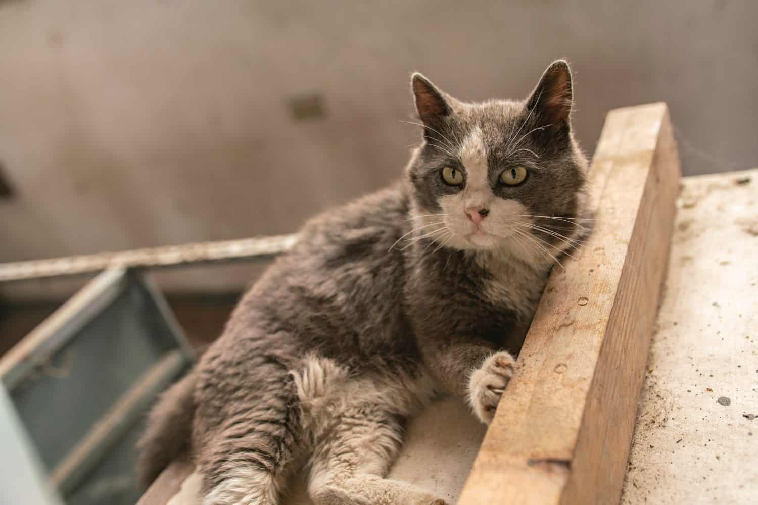 These Are 12 Sounds That Scare Cats the Most - A-Z Animals