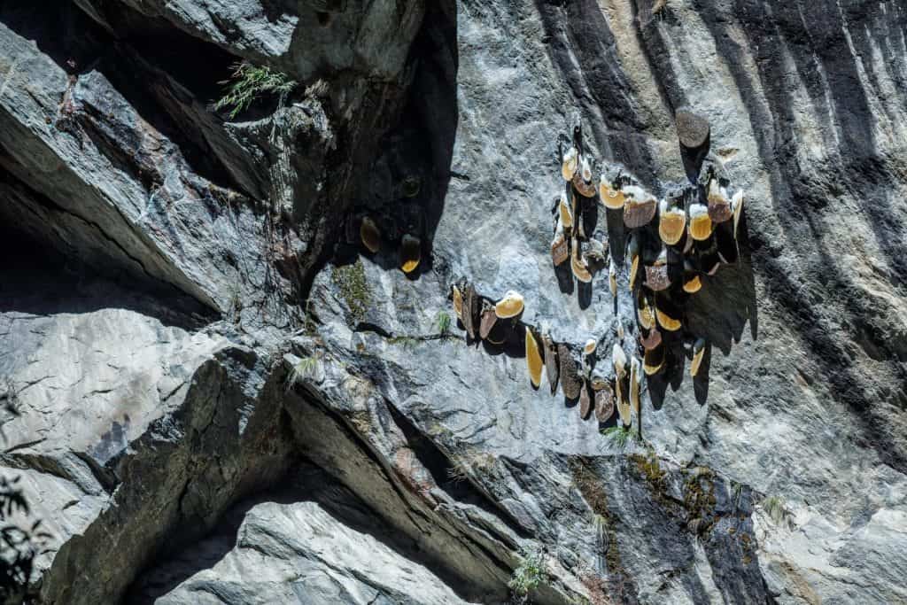 Bees Perform Stunning Mexican Wave to Defend Their Colony - A-Z Animals