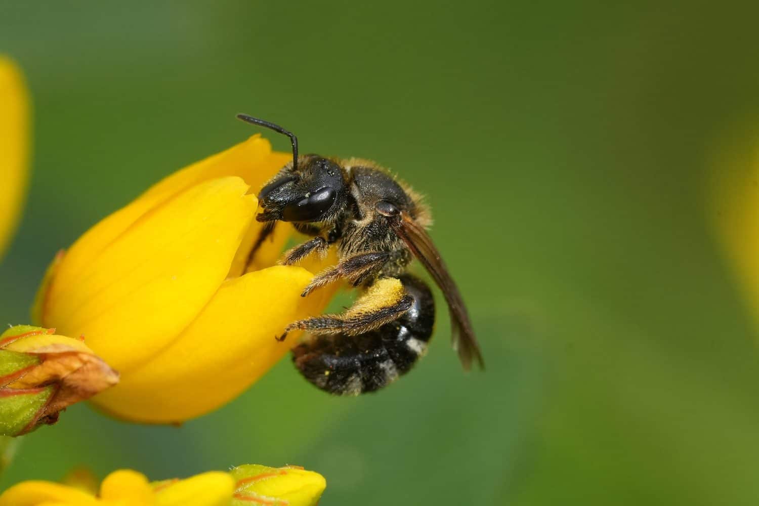 Your A-Z Guide to Bee Species - A-Z Animals