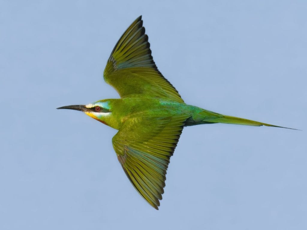 Bird Populations Decline in 2025 State of the World's Birds Report - A ...
