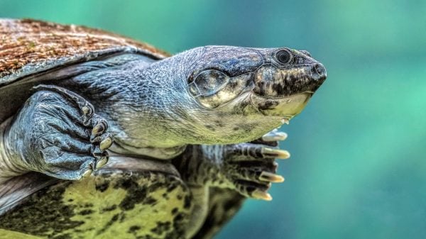 How Scientists Counted 41,000 Giant River Turtles in the Amazon - A-Z ...