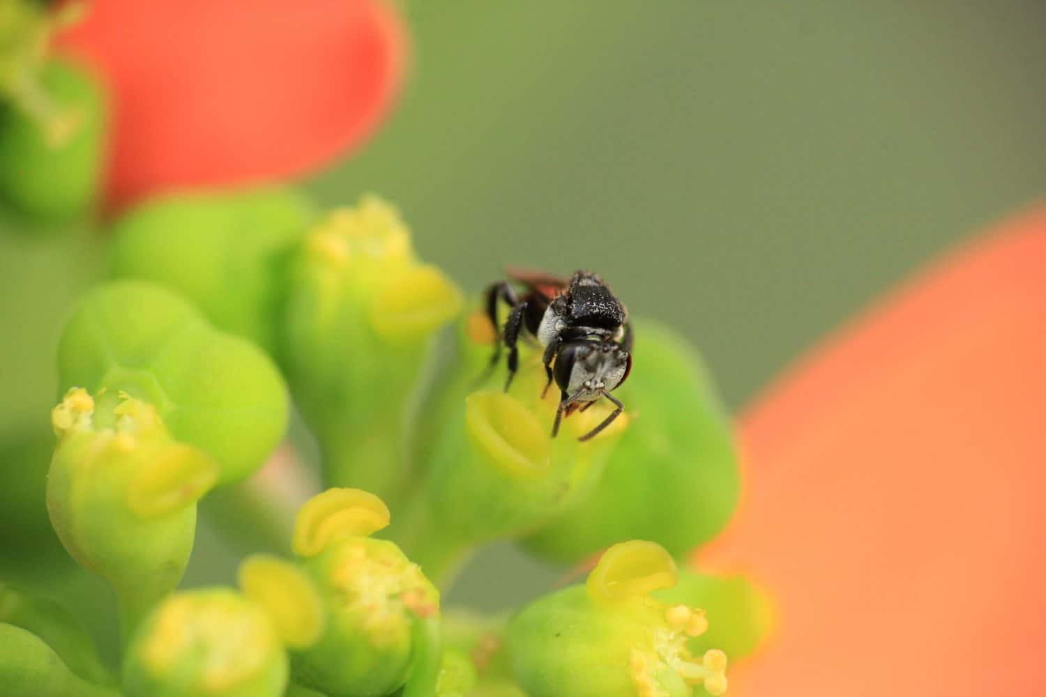 Why Stingless Bees Build Spiral Beehives That Look Like Staircases - A ...