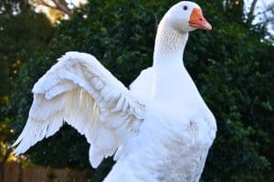 What's the Difference Between a Male vs. Female Goose? - A-Z Animals
