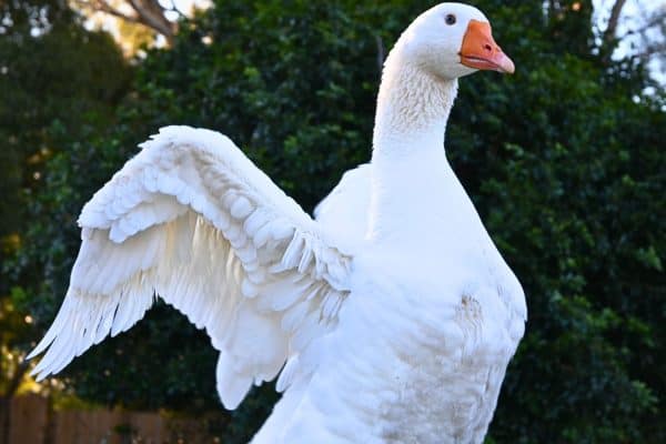 What's the Difference Between a Male vs. Female Goose? - A-Z Animals