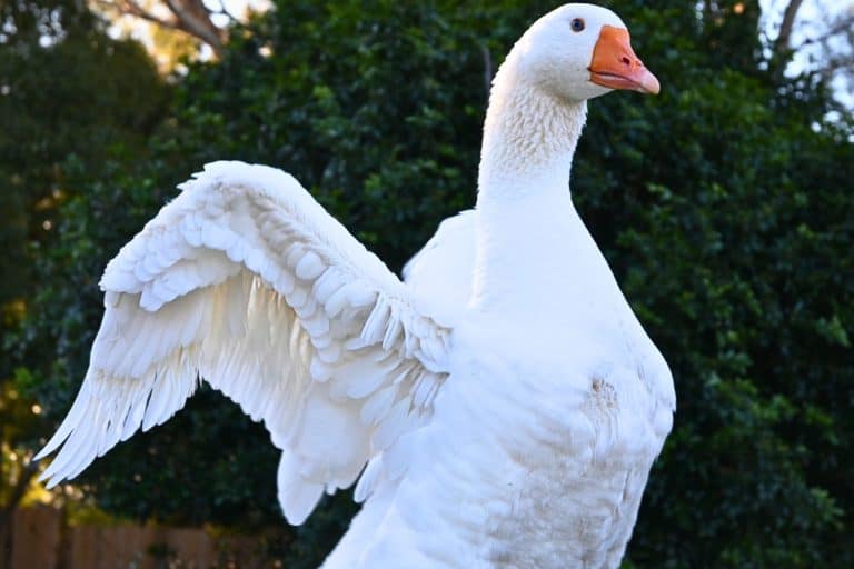 What's the Difference Between a Male vs. Female Goose? - A-Z Animals