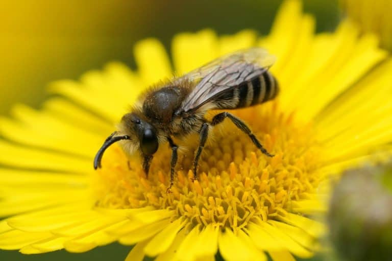 How Bees Divide Work to Keep Their Colonies Alive - A-Z Animals