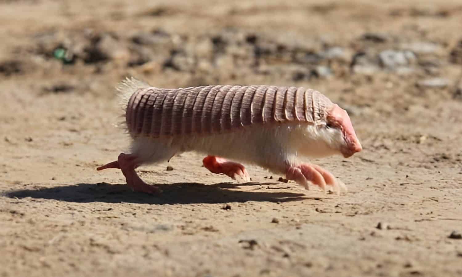Pangolin vs. Armadillo: 9 Key Differences Explained - A-Z Animals