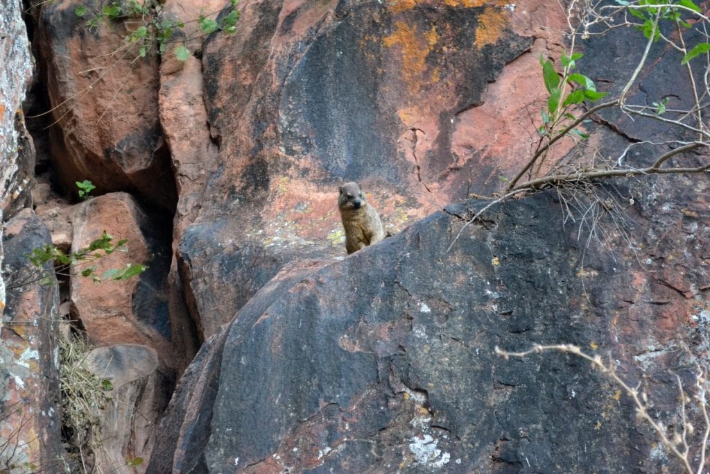 Meet the Sleepy Cliff-Dwellers With Saber-Tooth Smiles - A-Z Animals