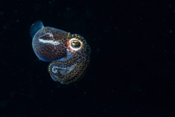 This Tiny Squid Uses Camouflage and Light to Become Practically ...