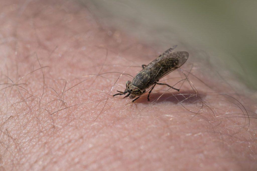 Deadliest Insects Found in the U.S. (And Where They Thrive) - A-Z Animals