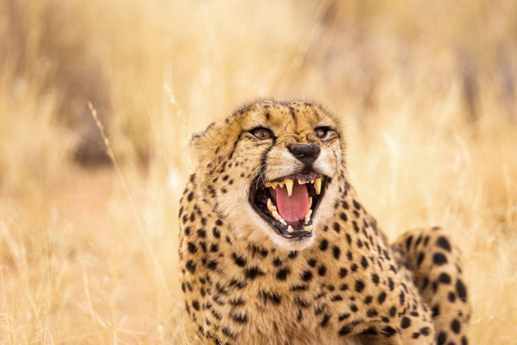 This Cheetah Hits the Brakes Inches from a Human (And the Science ...