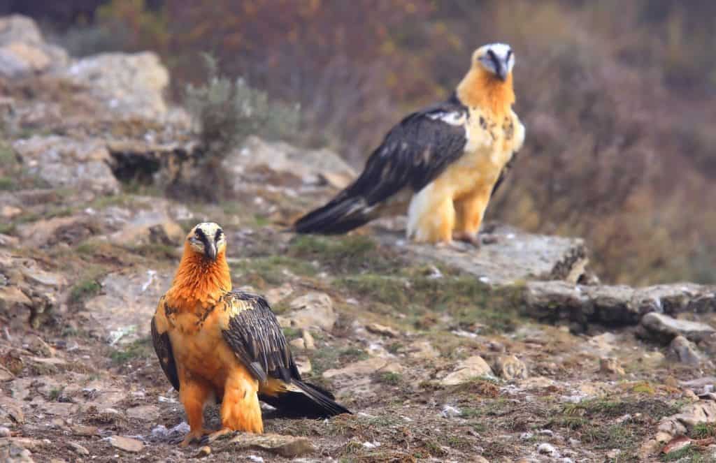 How Bearded Vultures Use Natural Dye to Transform Their Feathers - A-Z ...