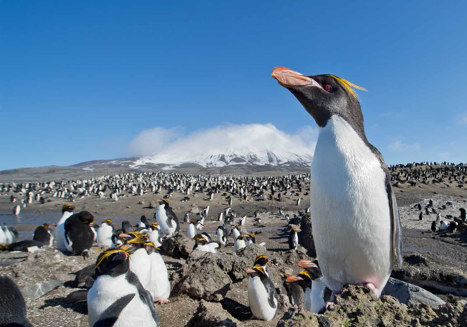 Macaroni Penguin Bird Facts - Eudyptes chrysolophus - A-Z Animals