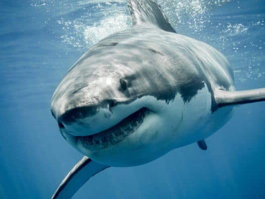 Before Megalodon, this Monstrous Shark Terrorized the Waters of ...