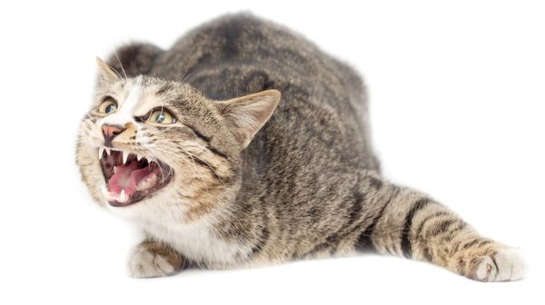 These Are 12 Sounds That Scare Cats the Most - A-Z Animals